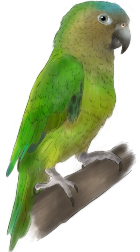 Familia Psittacidae - Ecocampus Uninorte - Uninorte