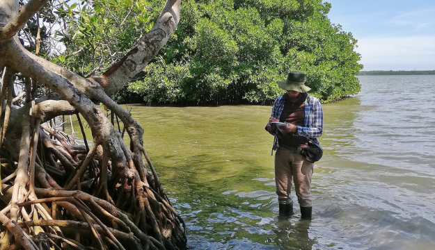 Un estudio en torno al gran filtro natural de CO2 de los mangles de la ...